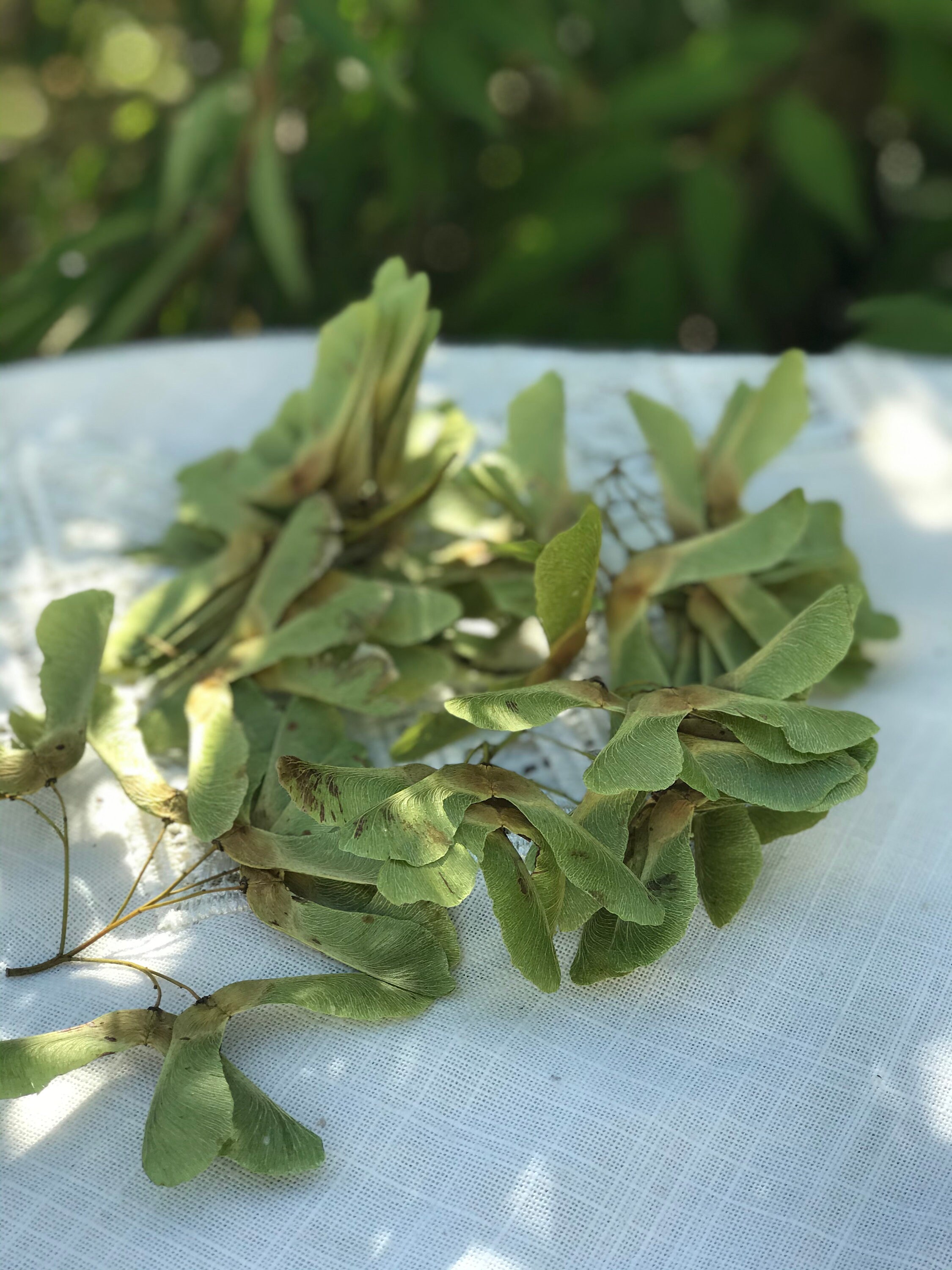 200 Dried Maple Helicopters,maple Seeds, Green Decor, Maple Spouts ...