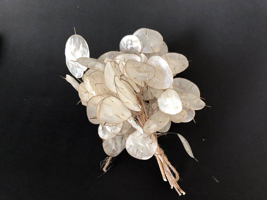 Lunaria, Dried Flowers,branches, Money Plant, Lunaria Stems, Silver ...