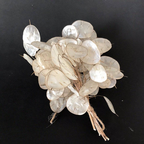 Dried Lunaria - Etsy