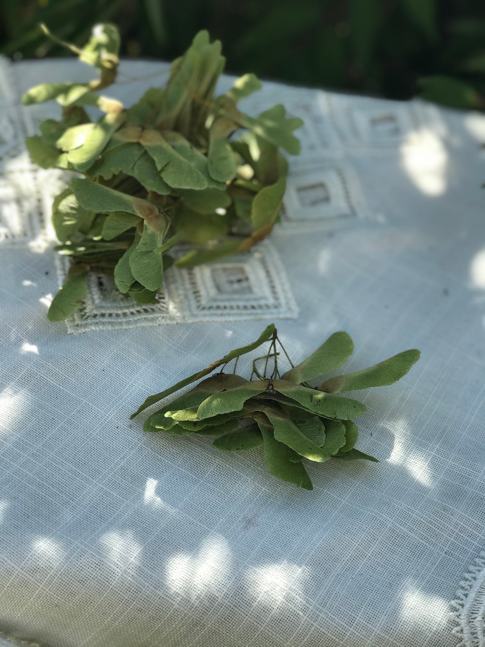 200 Dried Maple Helicopters,maple Seeds, Green Decor, Maple Spouts ...