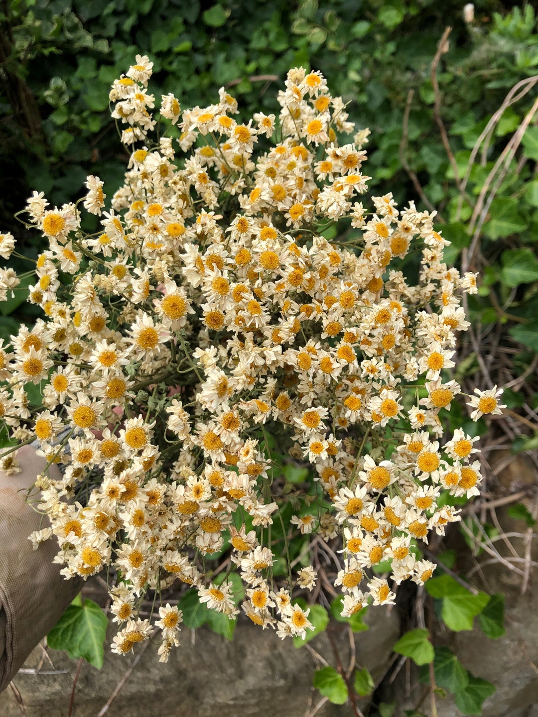 Dried Feverfew Bouquet, White Daisy, Dried Herb Bundle, Dried Flower ...