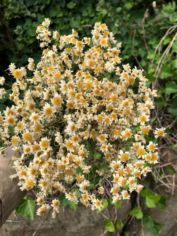 Feverfew Bouquet
