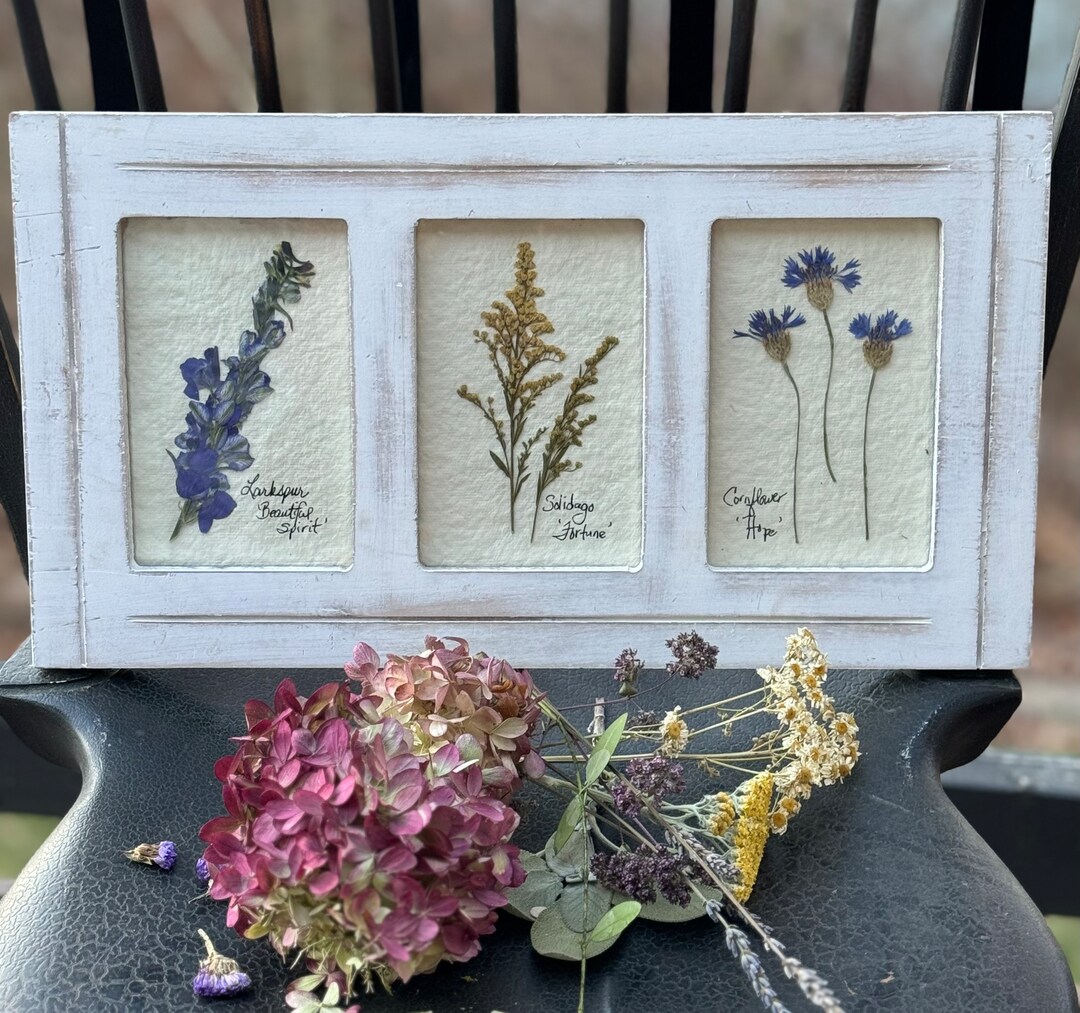 Pressed Flower Art, Real Pressed Botanicals, Botanical Art, Framed ...