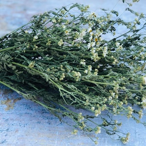 Dried Feverfew Bouquet, White Daisy, Dried Herb Bundle, Dried Flower ...