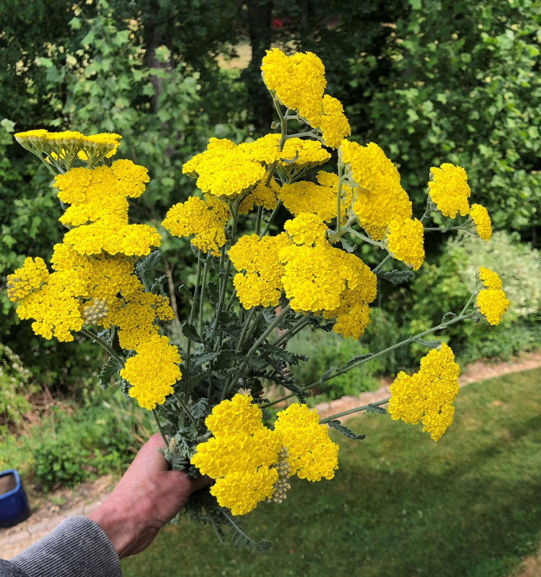 Dried Yarrow Flowers 10 Stems, Dried Flowers, Wedding, Yarrow Bundle ...