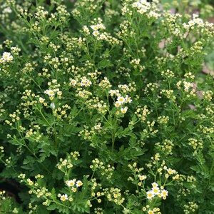 Dried Feverfew Bouquet, White Daisy, Dried Herb Bundle, Dried Flower ...