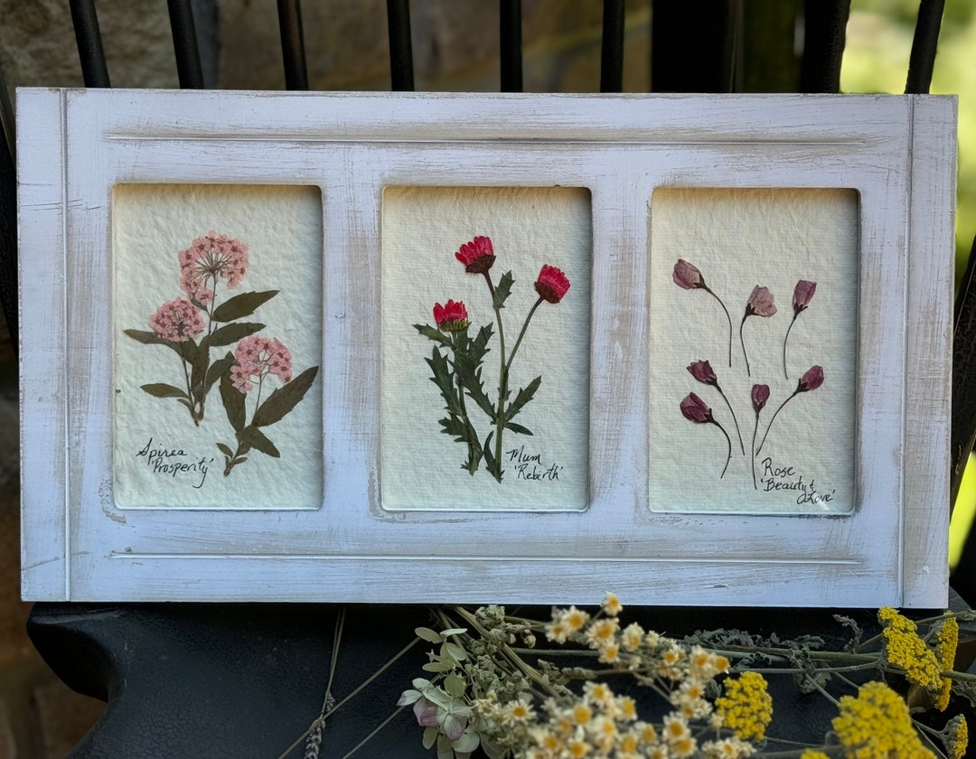 Pressed Flower Art, Real Pressed Botanicals, Botanical Art, Framed ...