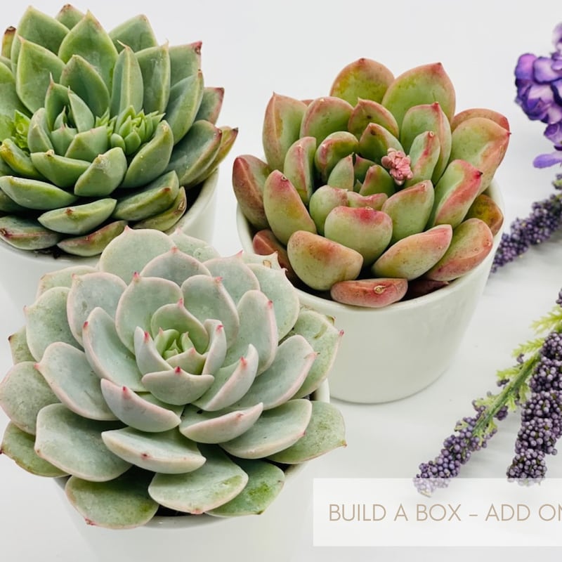 Succulent Plant Bags - Etsy