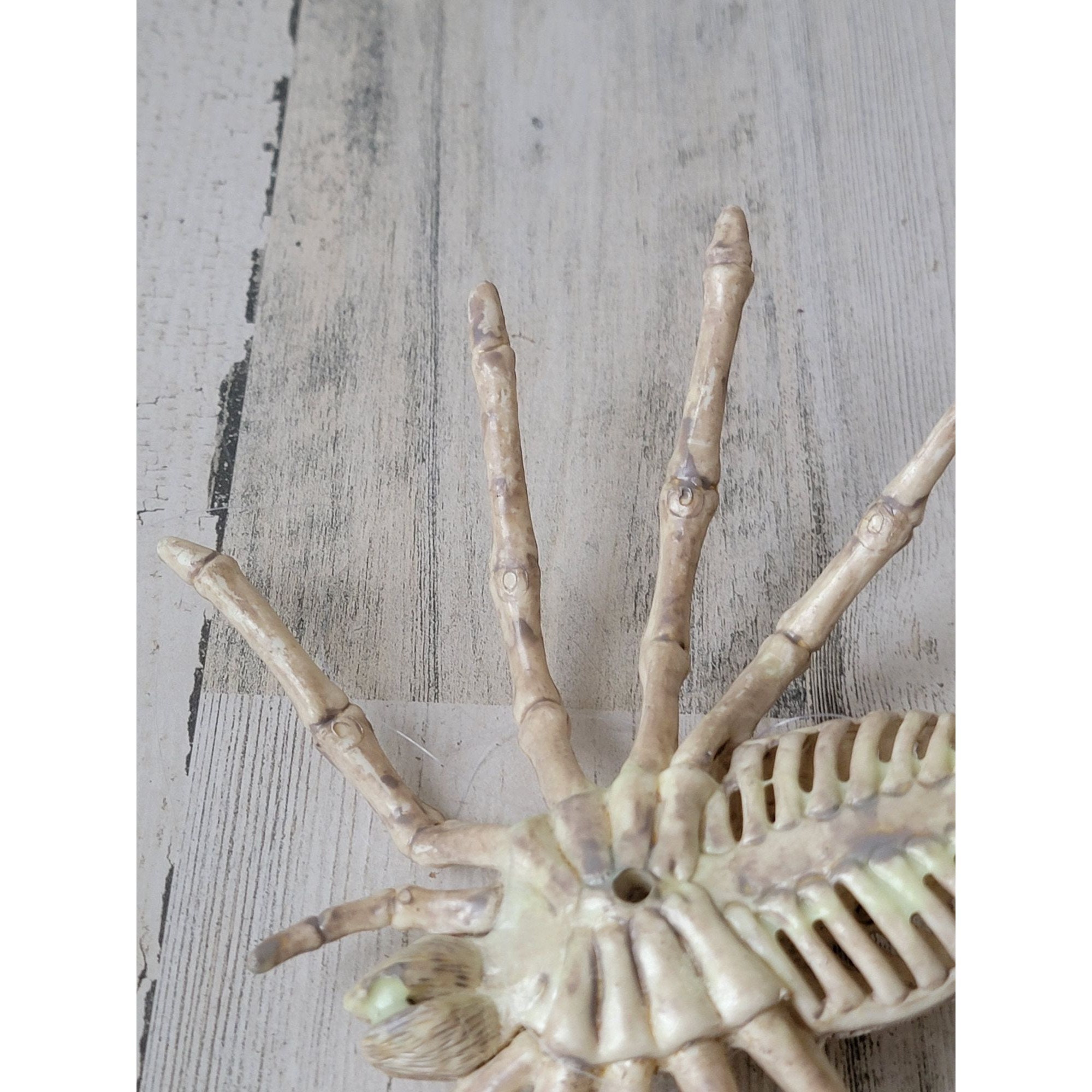 Skeleton Spider Tarantula Life-size Scary Halloween Prop Decor - Etsy