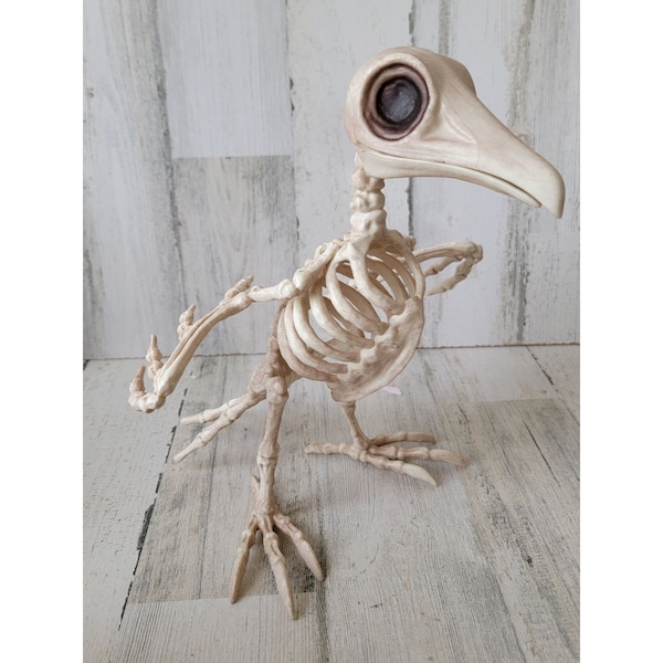 Bird Skeletons - Etsy