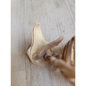 Greenbrier Skeleton Mini Bird Crow Halloween Prop Decor - Etsy