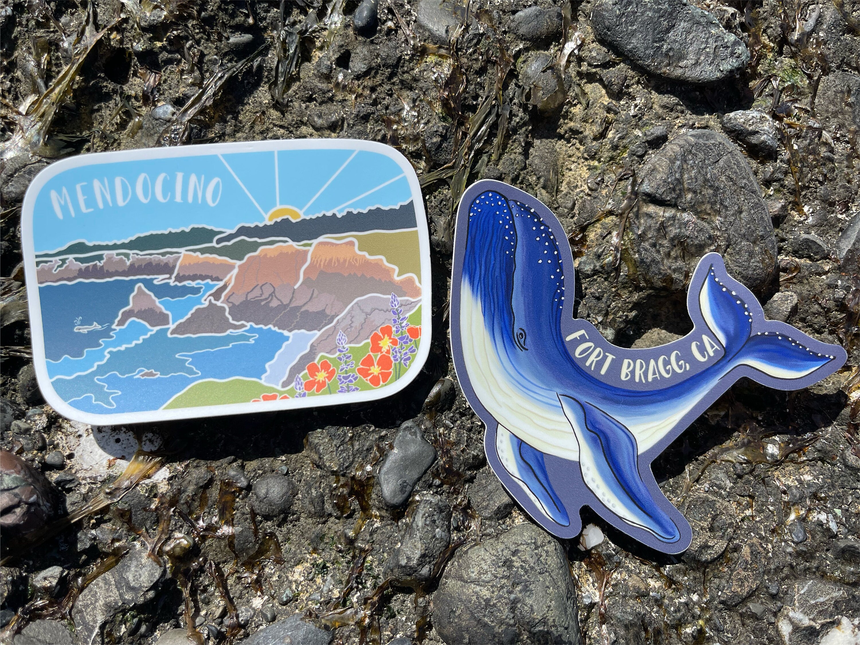 Fort Bragg Humpback Whale Sticker Ocean Lovers Stickers - Etsy