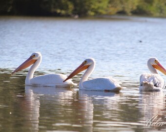 Baton Rouge Digital Download - Etsy