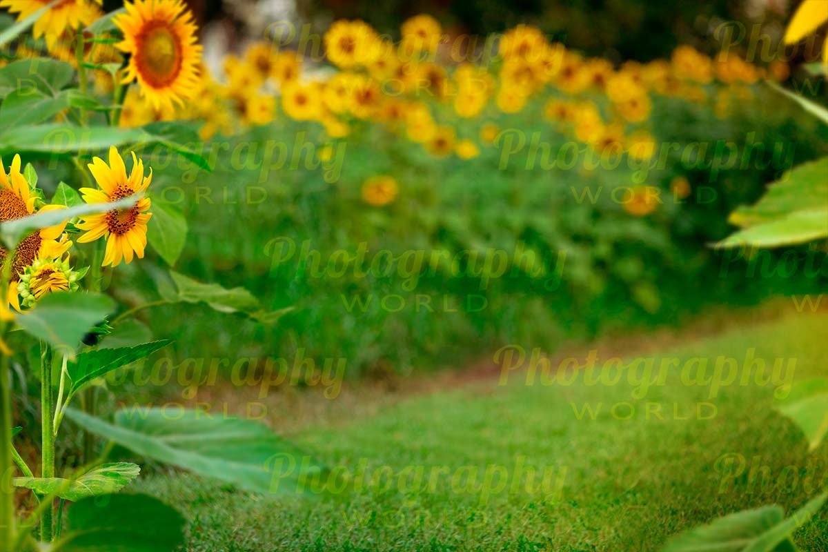 Sunflower Backdrop Digital Layered Photoshop Summer - Etsy
