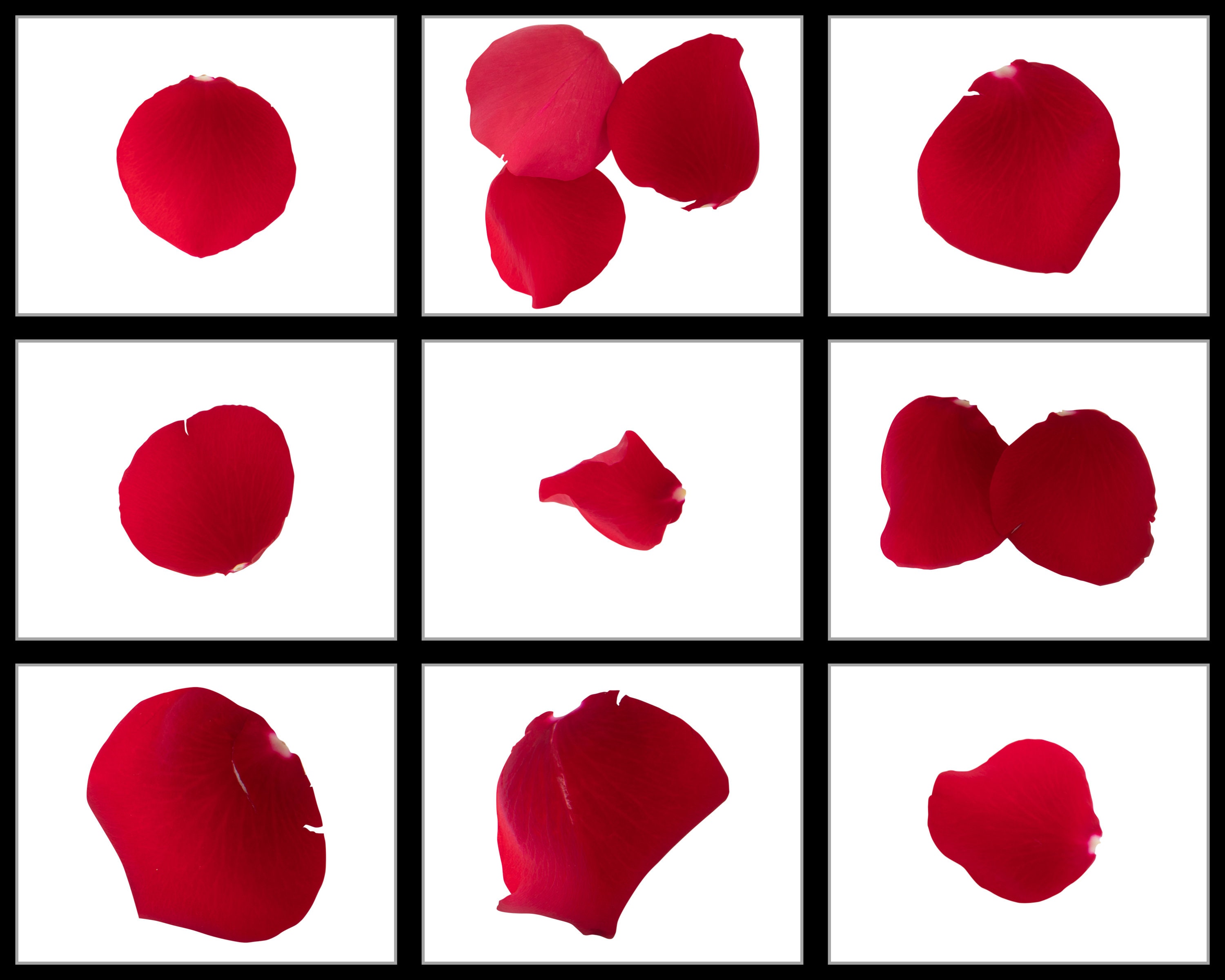 Rose Petal Overlays Romantic Valentine Overlays - Etsy