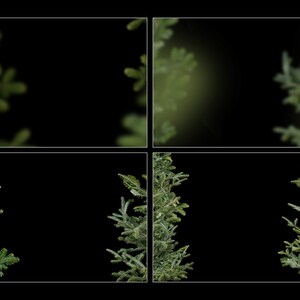 25 Pine Tree Branch Overlays, Christmas Tree Shoot Throughs - Etsy