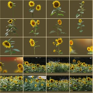 30 Sunflower Overlays and Backdrops - Etsy