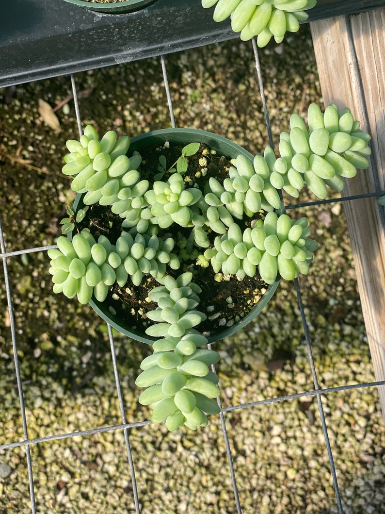 Donkey Tail Succulent Ship in a 4 Growers Pot Live - Etsy