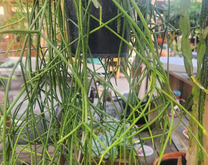 Rhipsalis Capiliformis, the Old Man Beard Cactus, Rooted Plants Shipped ...