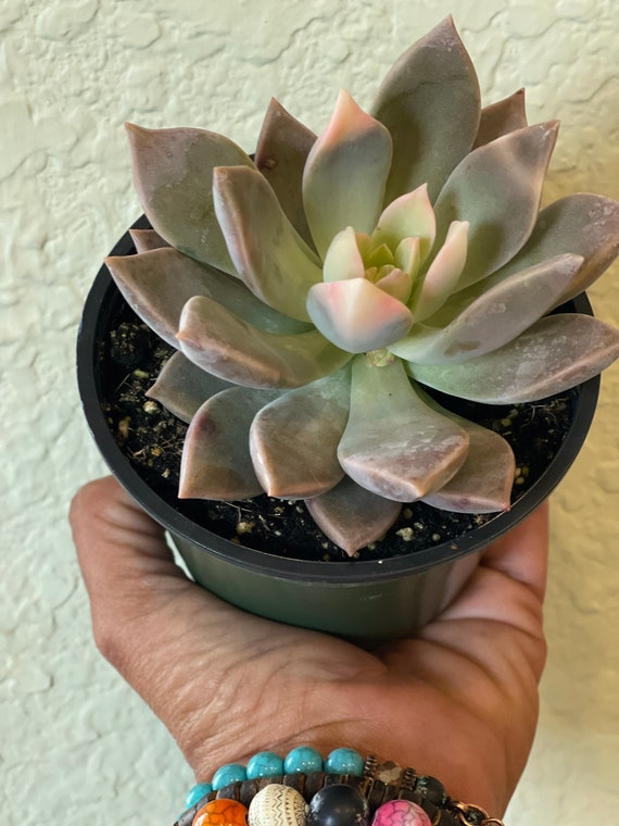 Variegated Rare Ghost Plant - Etsy