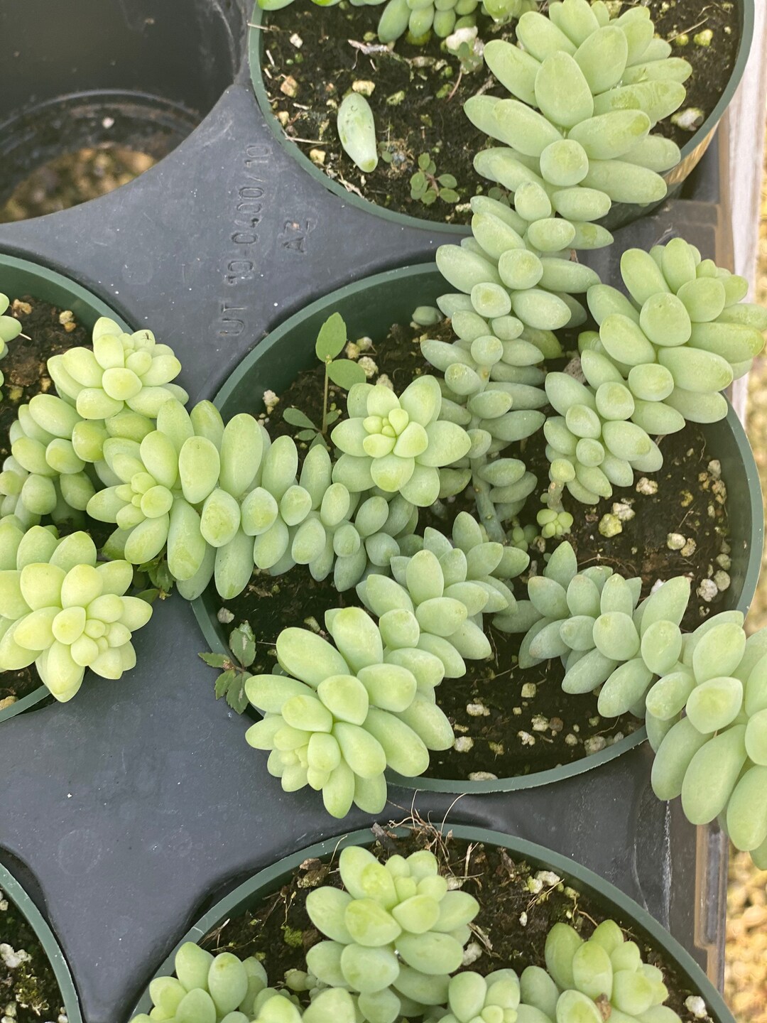 Donkey Tail Succulent, Ship in a 4" Growers Pot Live Plant - Etsy