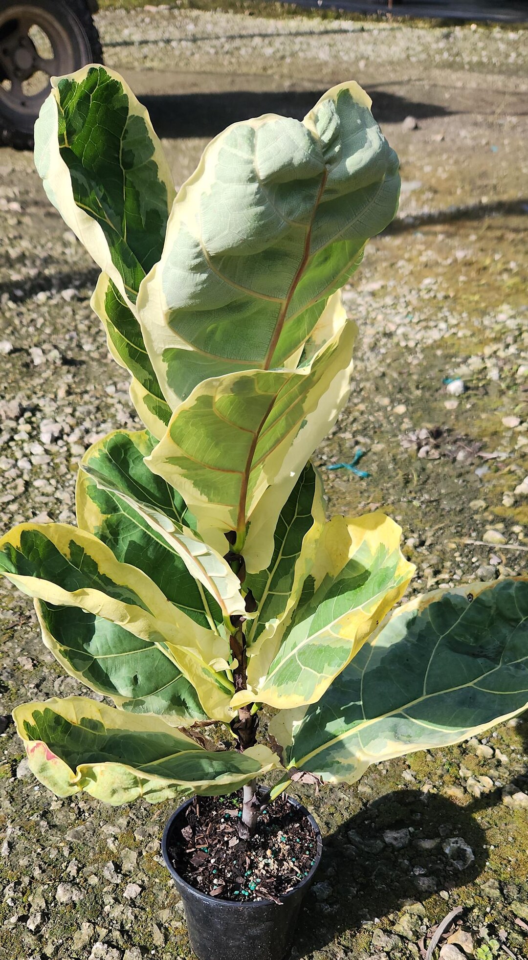 Rare Variegated Ficus Lyrata 1 Gal Growers Pot - Etsy