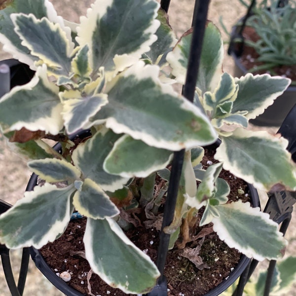 Variegated Kalanchoe - Etsy