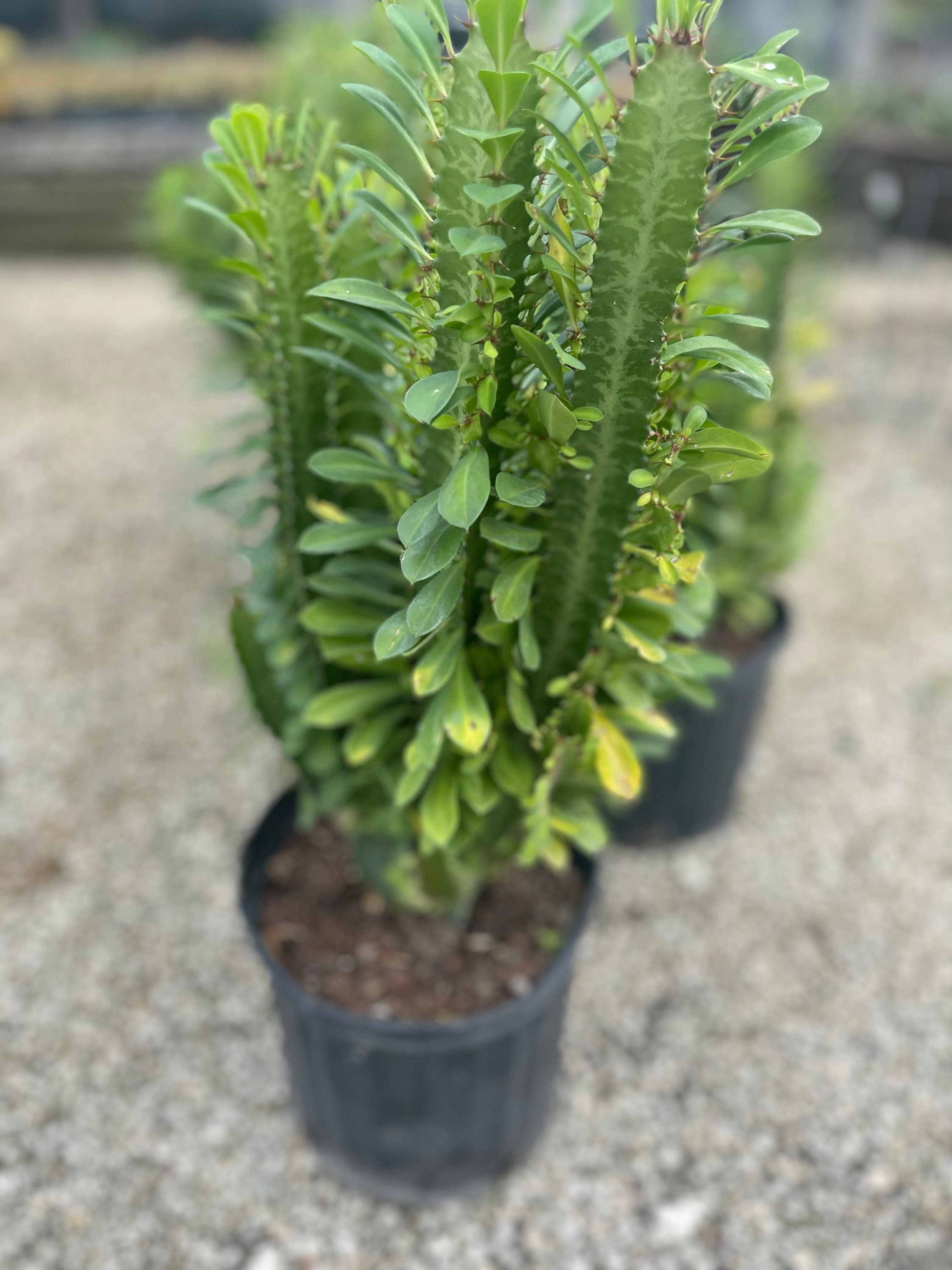 3 Gal African Milk Tree - Etsy