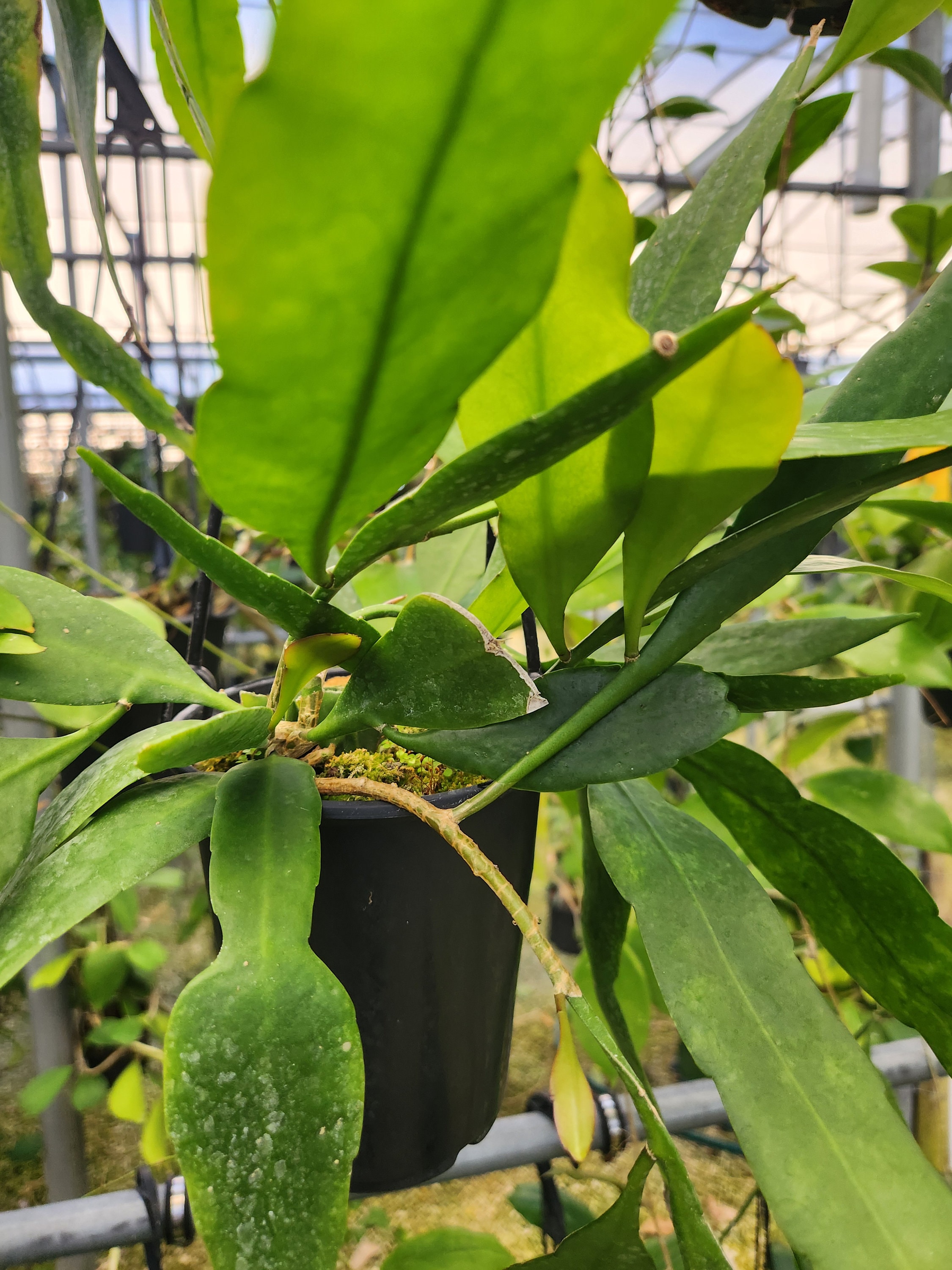 Night Blooming Cereus Leaves