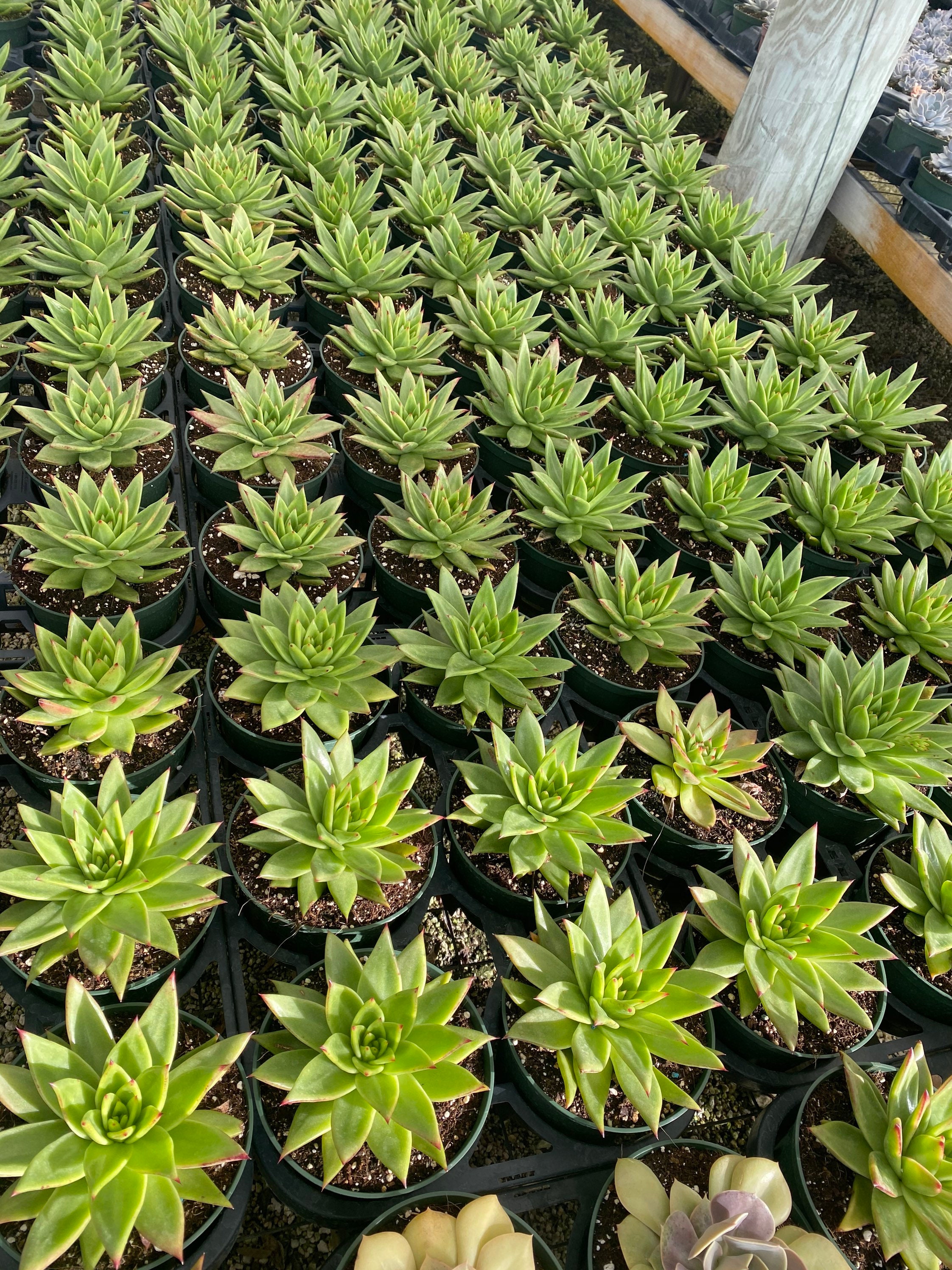 6” Growers Pot Large Lipstick Succulent - Etsy