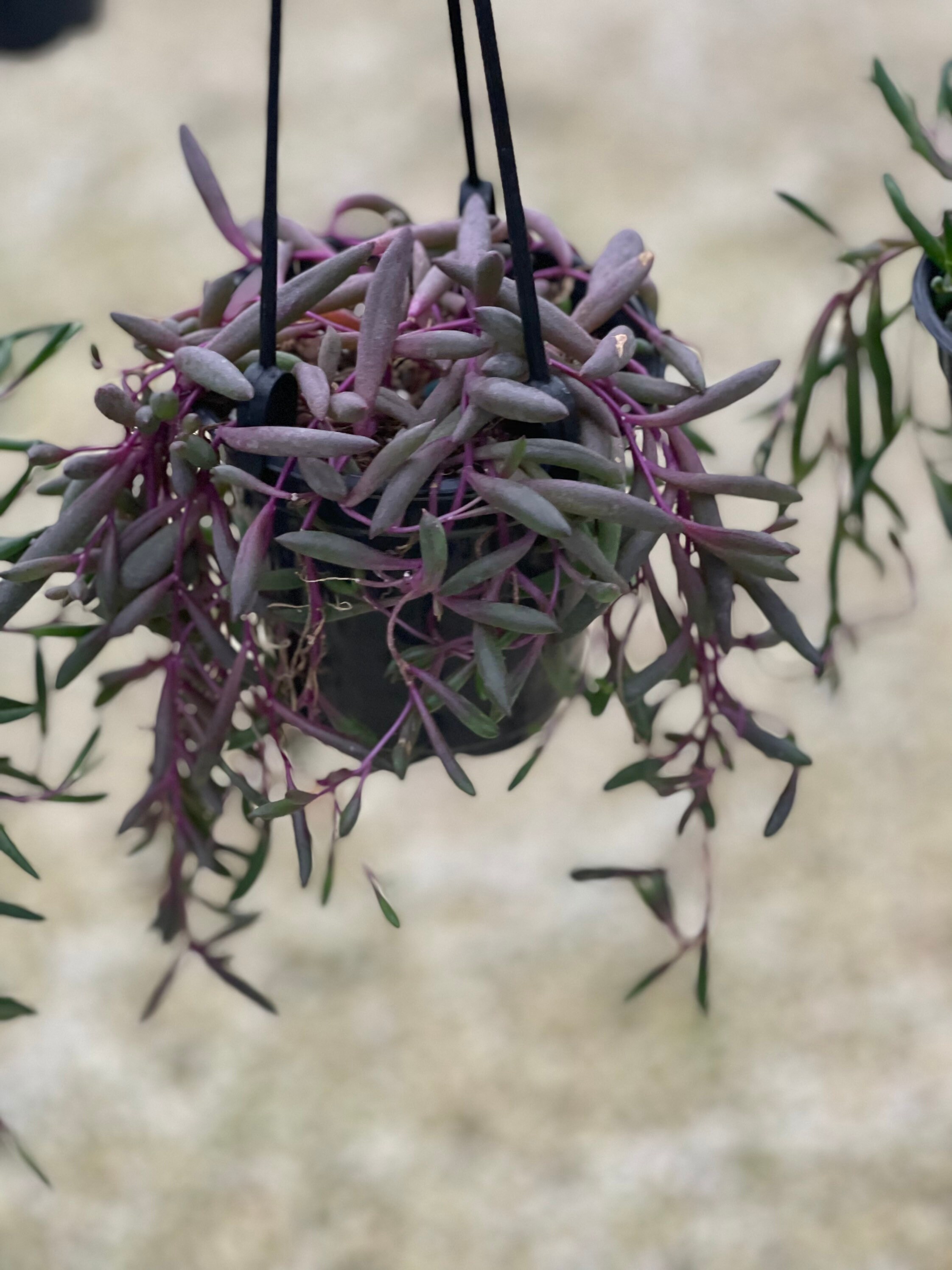 Rubie necklace | Etsy