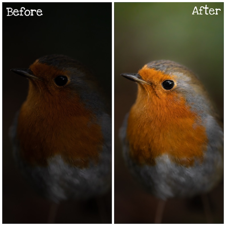 Lightroom Birds Presets - Etsy