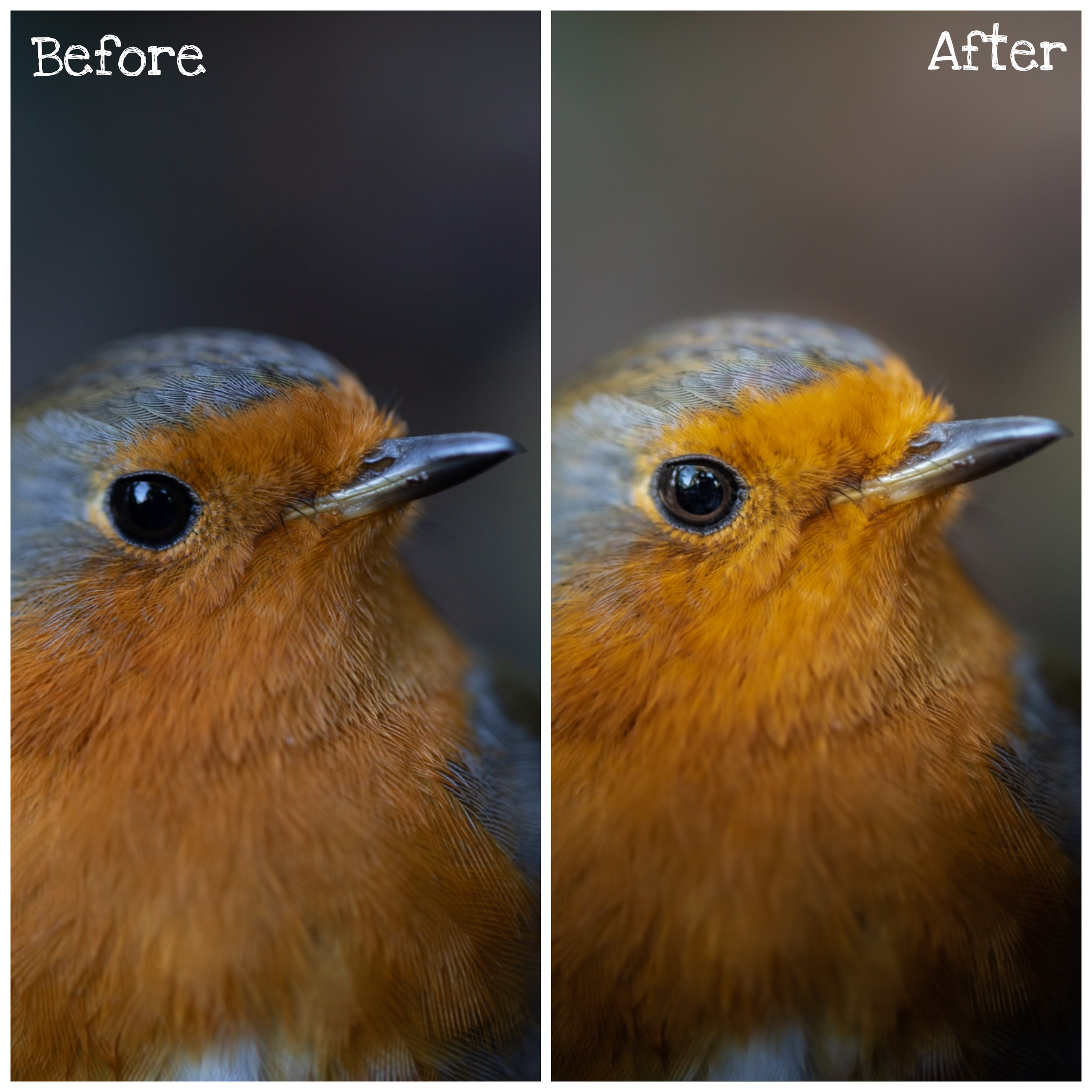 Lightroom Birds Presets - Etsy