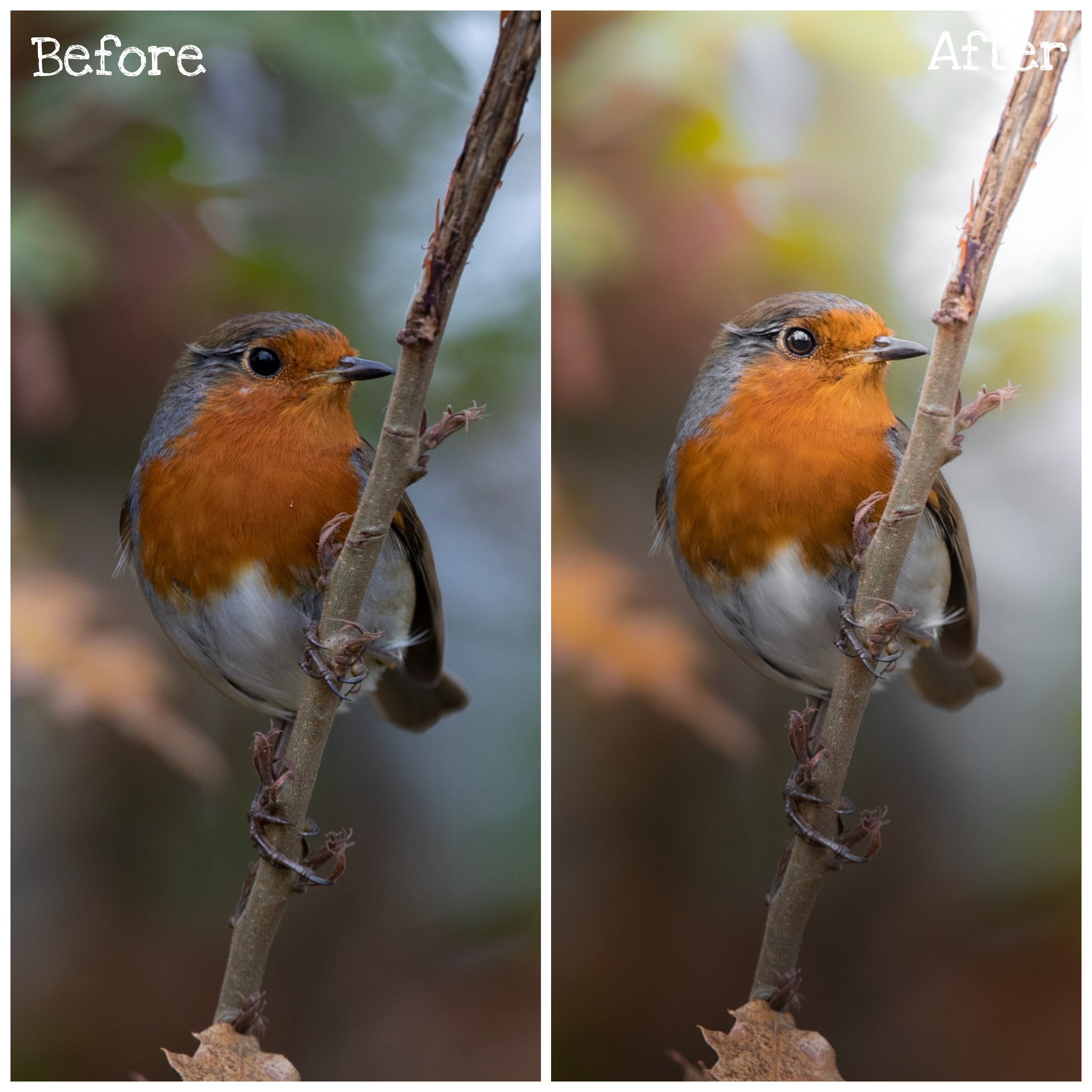 Lightroom Birds Presets - Etsy