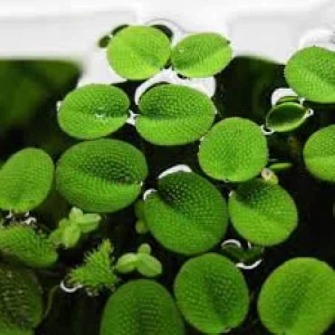 100+ Salvinia Minima Plants * Water Spangles * Live Aquatic Plants ...