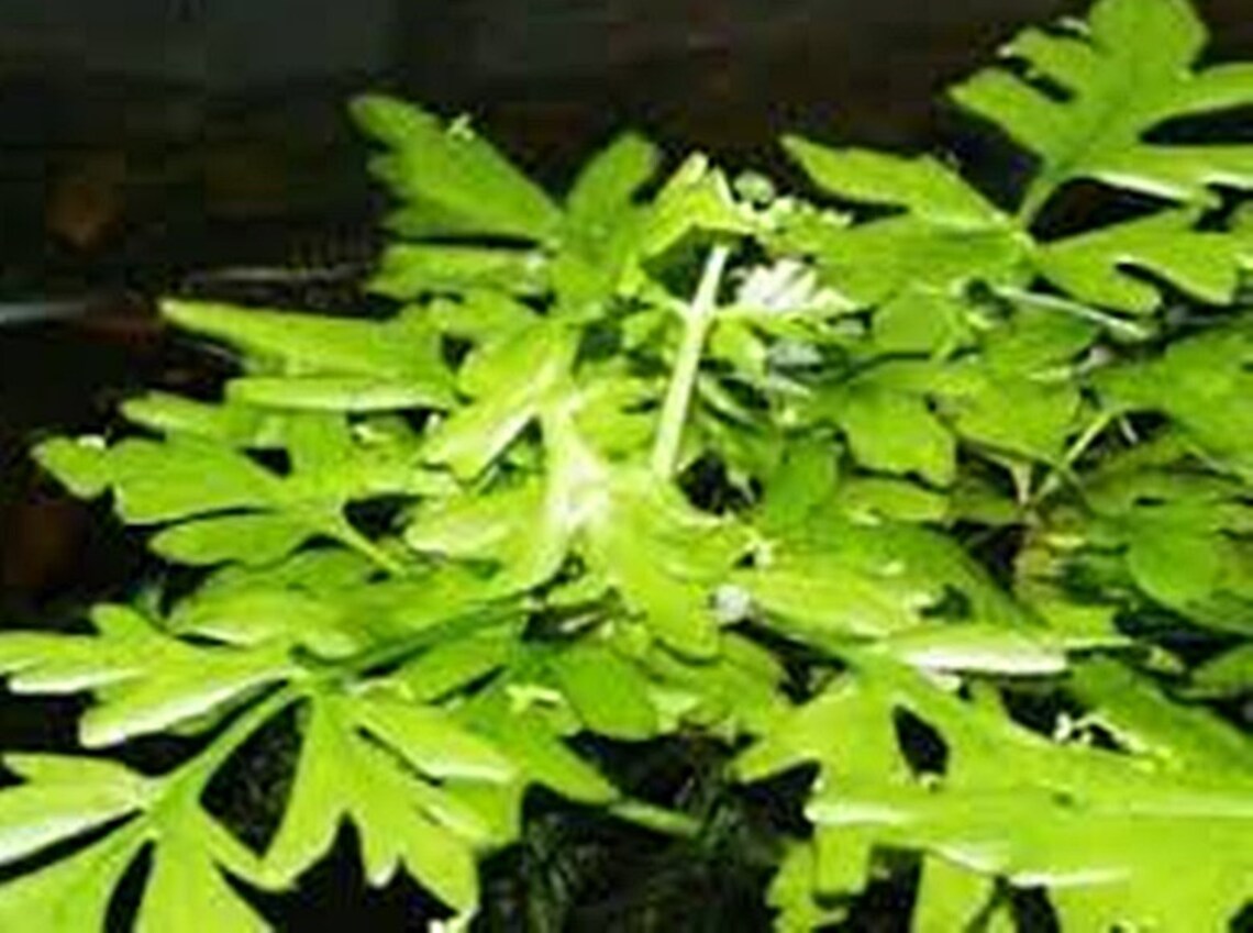 Live Broad Leaf Water Sprite: Floating Aquarium Plants (3 Plants per ...