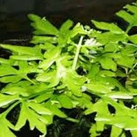 Lace or Broad Leaf Water Sprite, Easy Care Low Tech Live Freshwater ...