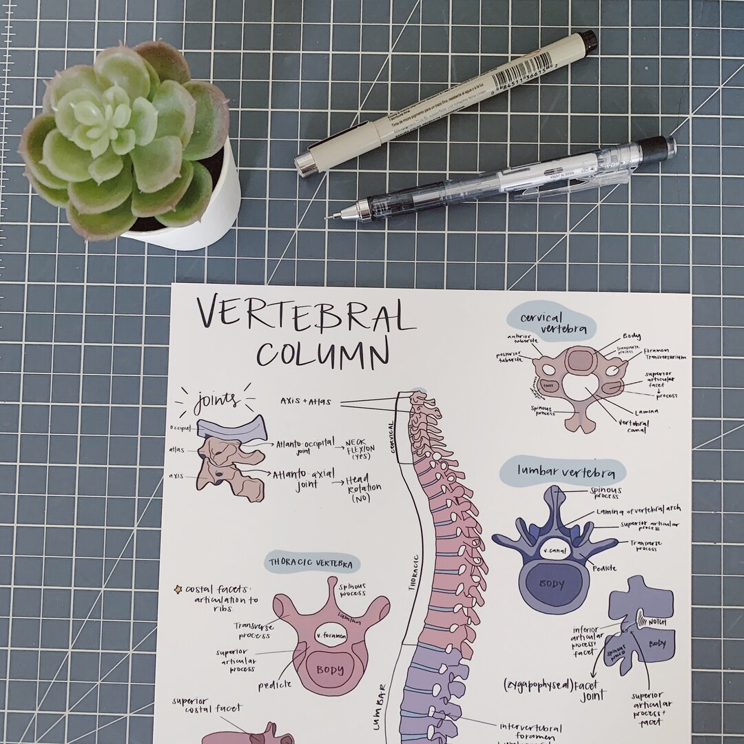 Human Anatomy Study Notes/art Print spine Vertebral Column - Etsy