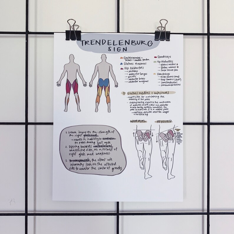 Human Anatomy Study Notes Art Print Lower Body Etsy UK human-anatomy-study-notes-art-print-lower-body-etsy-uk