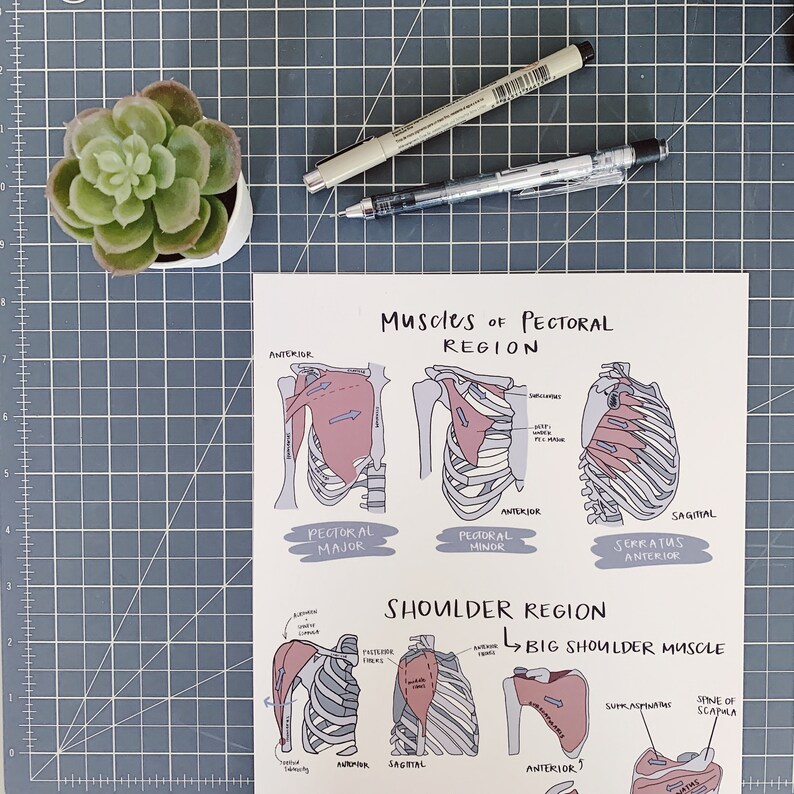 Human Anatomy Study Notes Art Print Shoulder Etsy human-anatomy-study-notes-art-print-shoulder-etsy