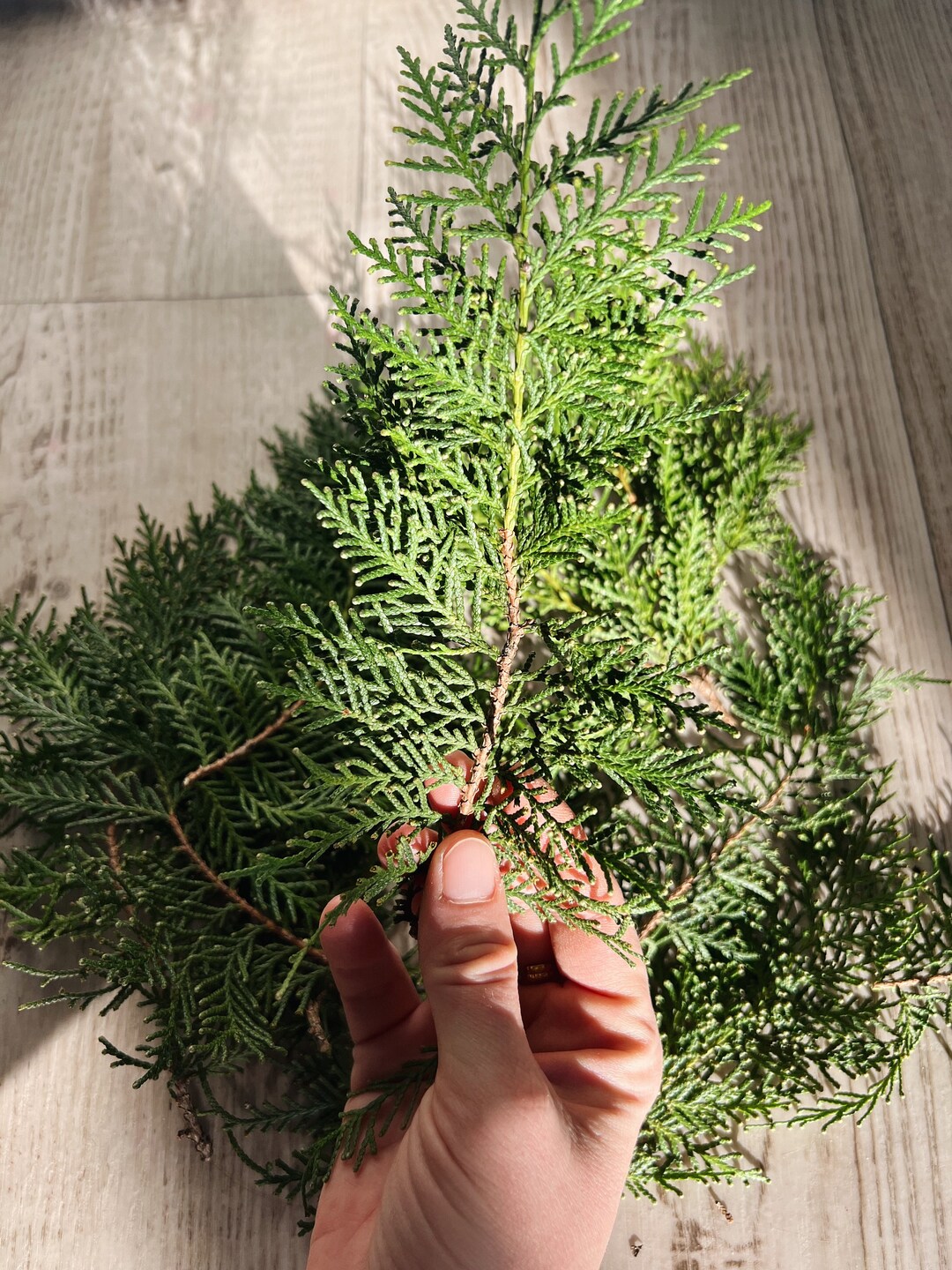 White Cedar Leaves, Thuja Plant Leaves for Decoration, Flower ...