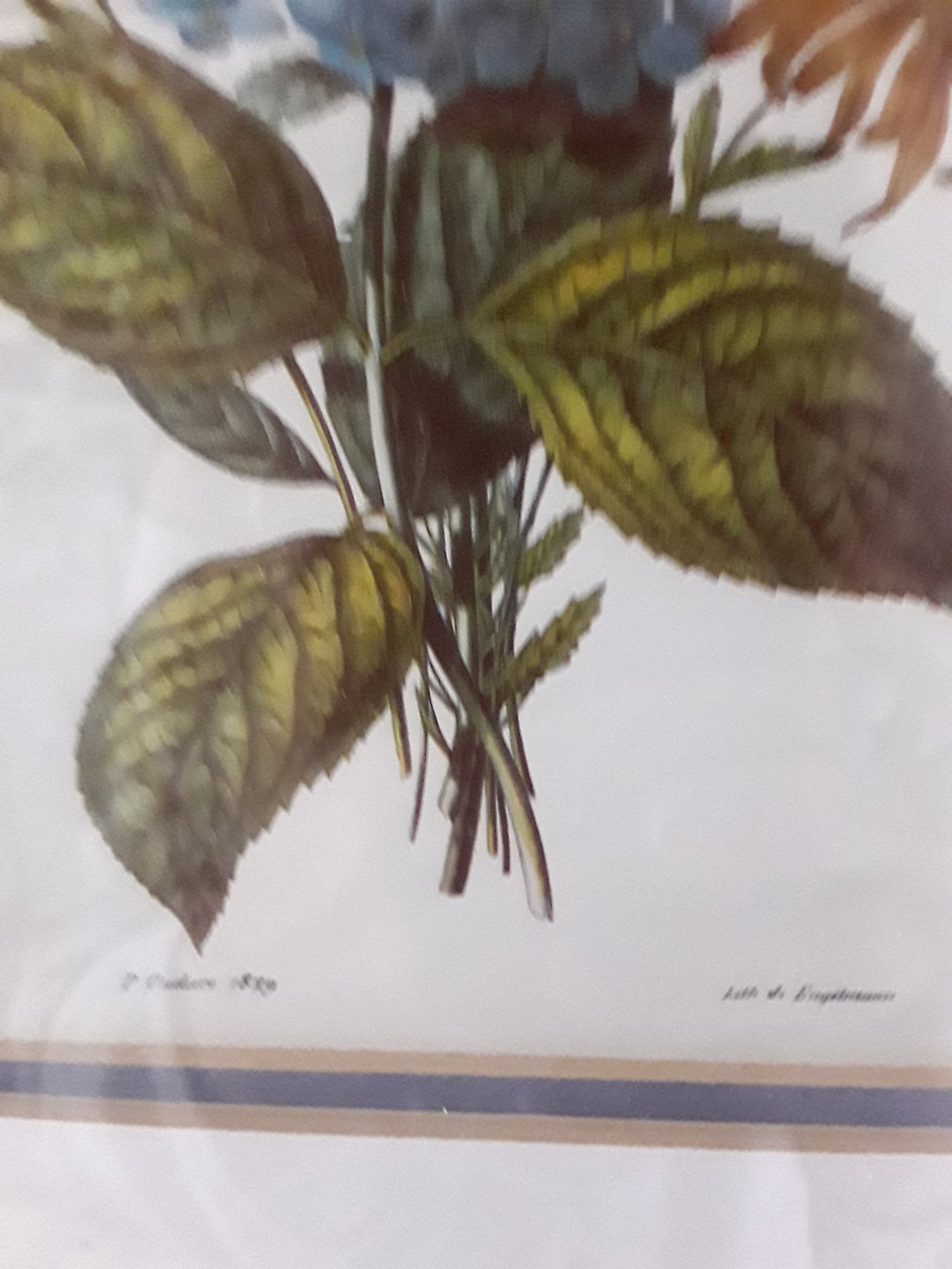 P. Oudart 1829 Lithe De Engelmann Matted and Framed Pair of Floral ...