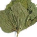 Dried Plantain Leaf: Organic Whole Plantago Major Herb - Etsy
