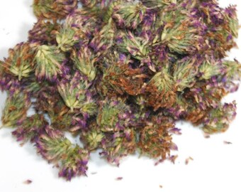 Dried Red Clover - Etsy