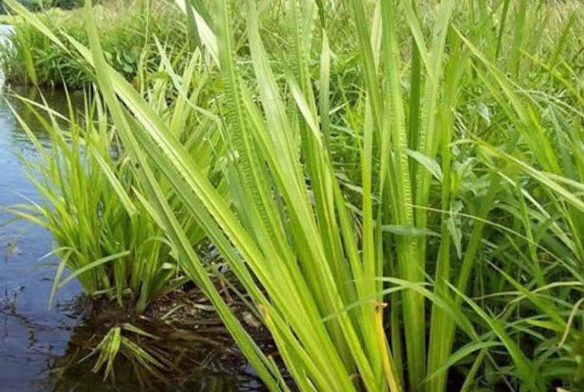 Calamus Root Sweet flag dried Root organic calamus root | Etsy