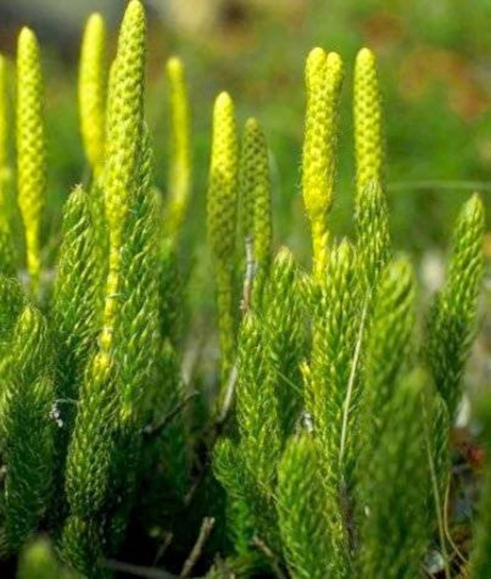 Lycopodium Clavatum Powder 100% raw organic lycopodium | Etsy