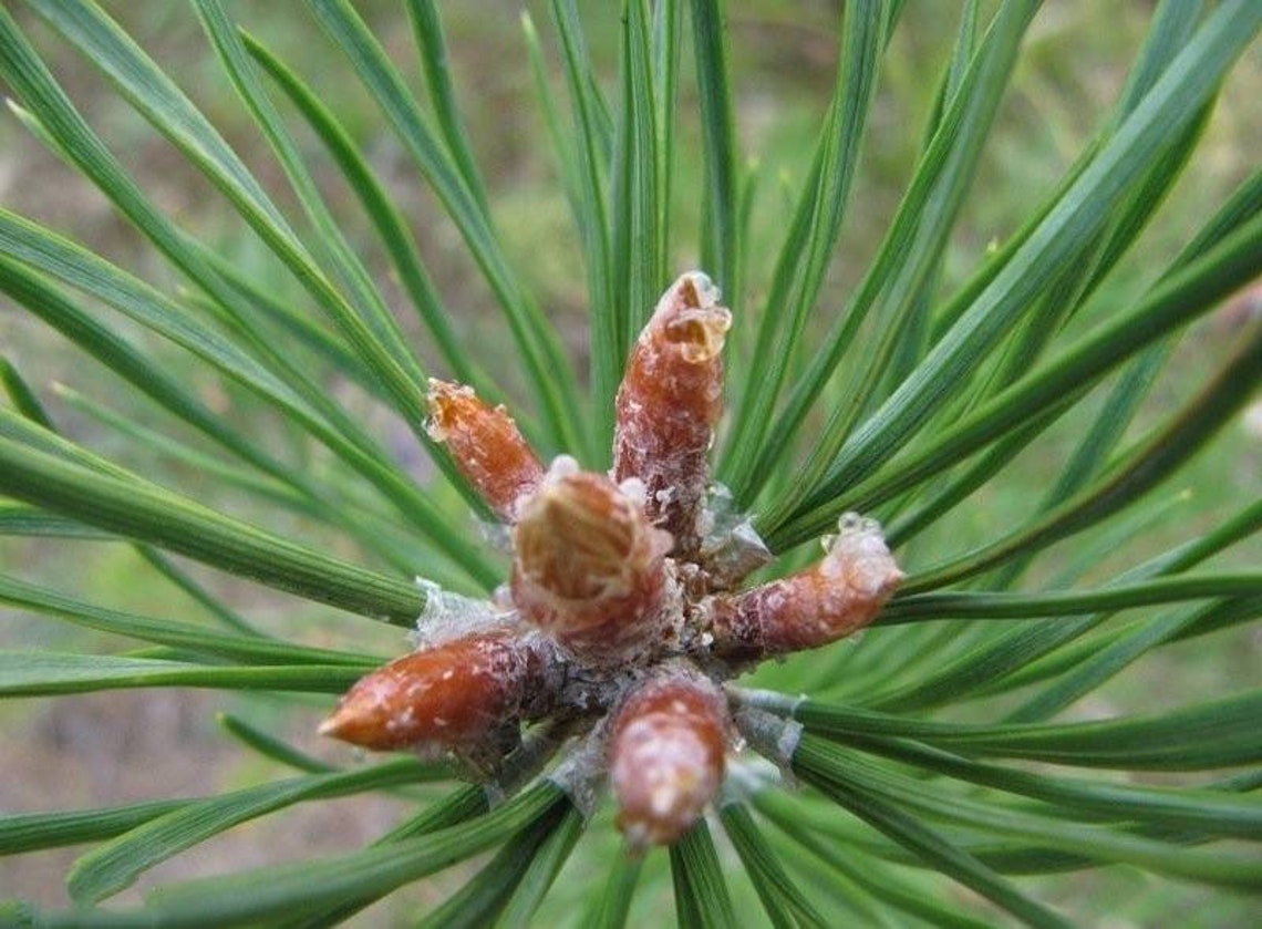 Bourgeon de pin Bourgeons de pin séchés Fabrication de - Etsy France