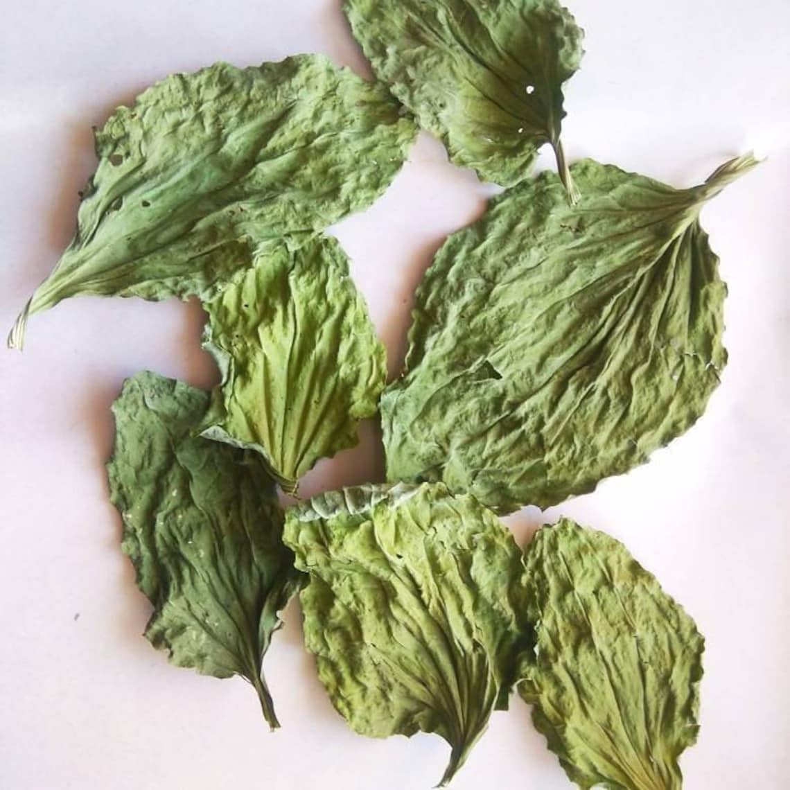 Plantain Leaf Dried Plantain Large Leaf - Etsy