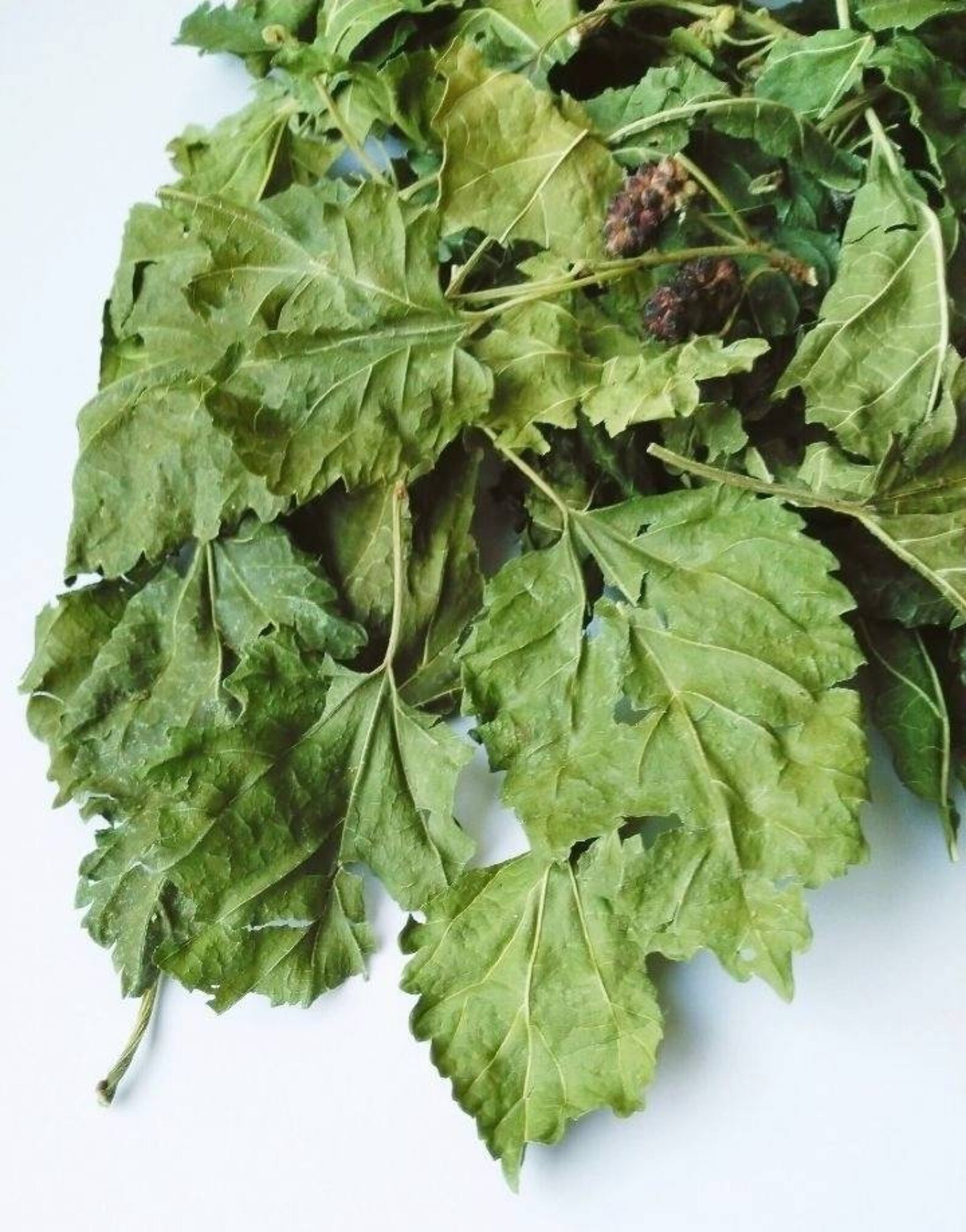 Feuille de mûrier feuilles de mûrier séchées Morus blanc - Etsy France