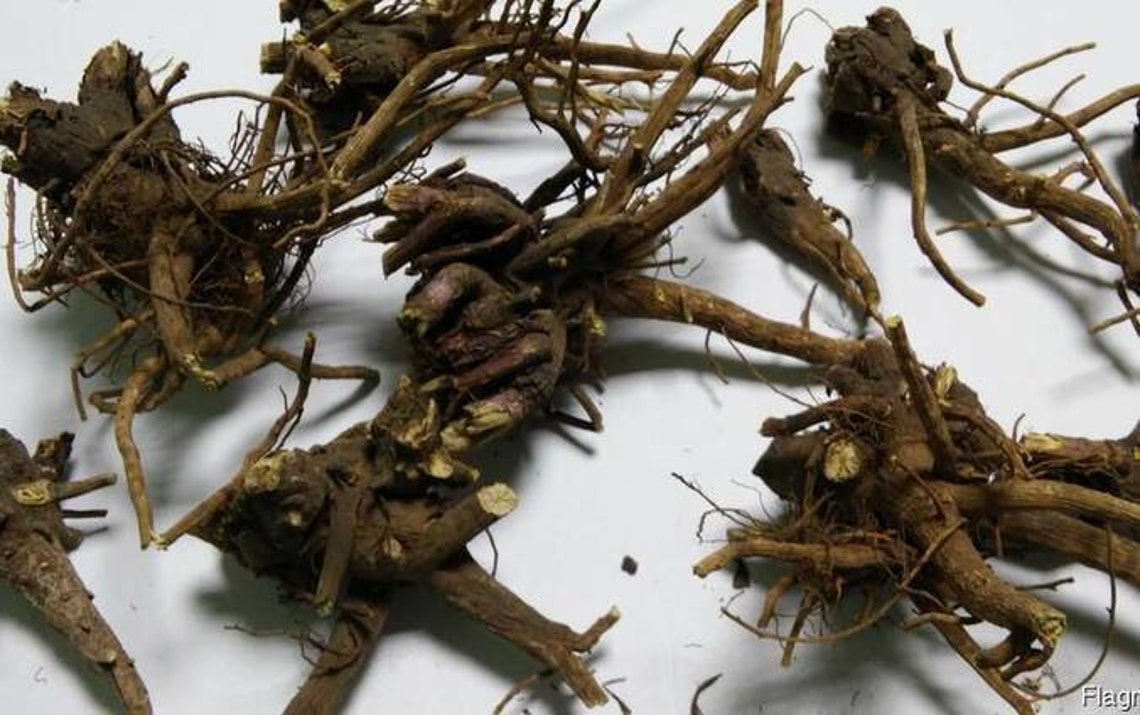 ECHINACEA Root dried Echinacea Purpurea Root | Etsy